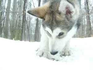 Cailean | Meaning, Origin & Popularity | Scottish Boys Names